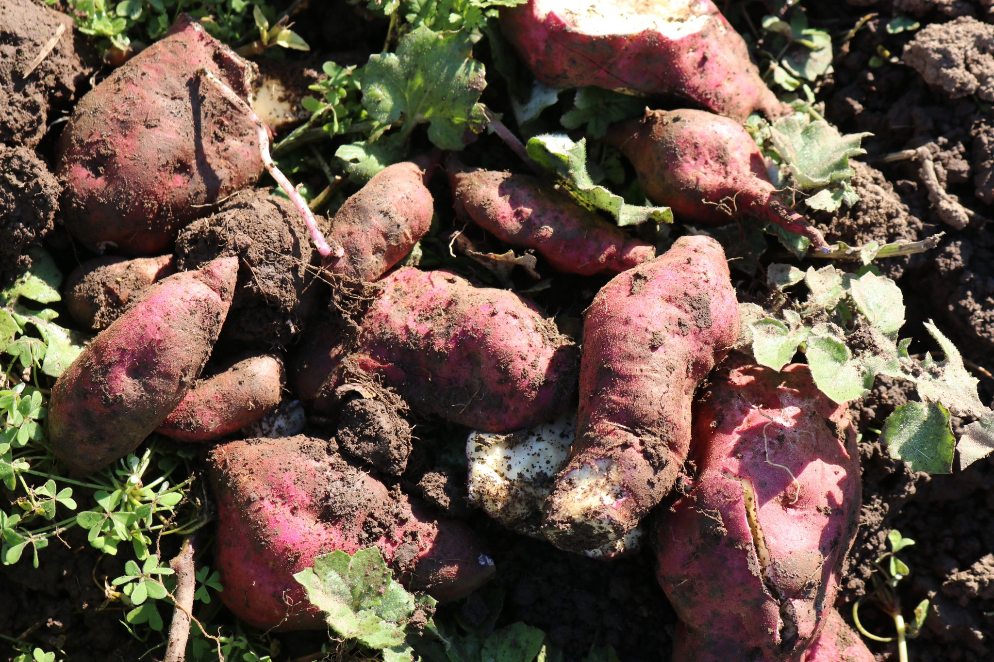 Māori the foundation of New Zealand’s food story – Healthy Families ...